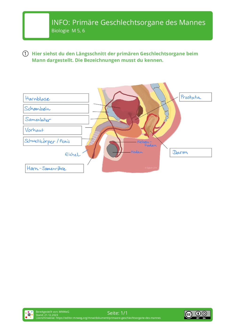 Arbeitsblatt - Primäre Geschlechtsorgane des Mannes - Biologie - mnweg.org