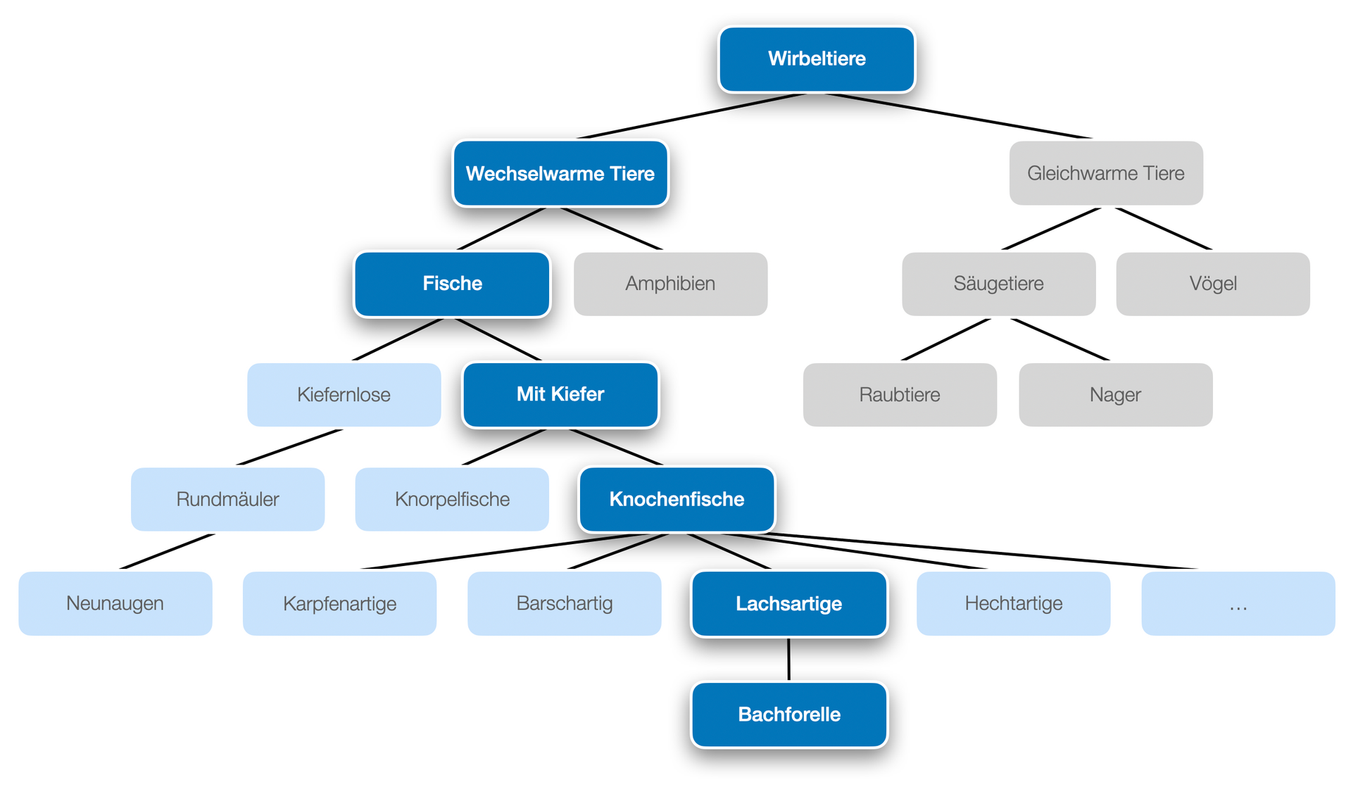 Arbeitsblatt - Systematik der Fische - Biologie - mnweg.org