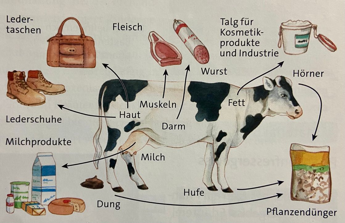 Arbeitsblatt - Das Rind- Input - Biologie - mnweg.org